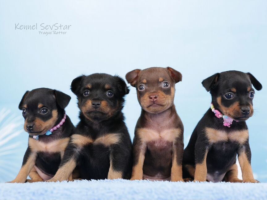 Пражский Крысарик