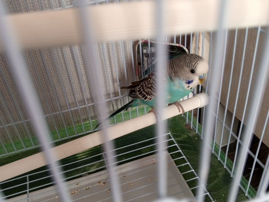 Волнистый попугай