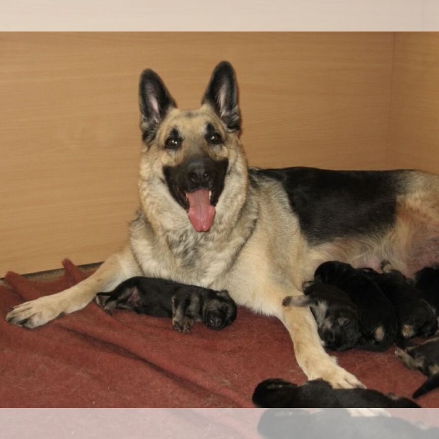 Восточноевропейская овчарка, щенок