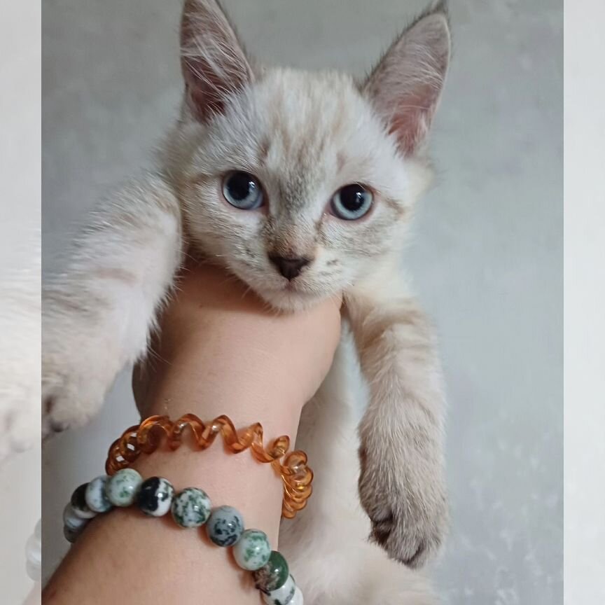 Котенок