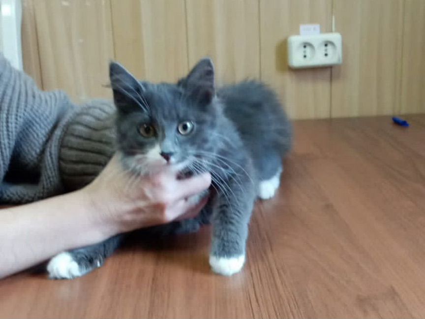 Котенку нужен дом, ее могут порвать собаки