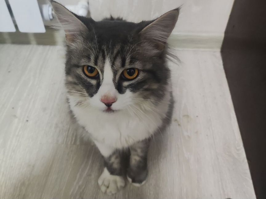 Кот, кастрированный