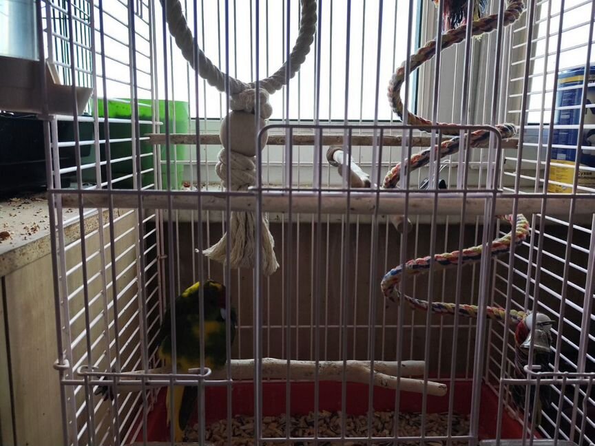 Попугай Какарик с клеткой