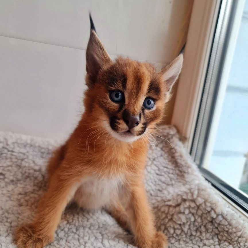 Мальчик каракет