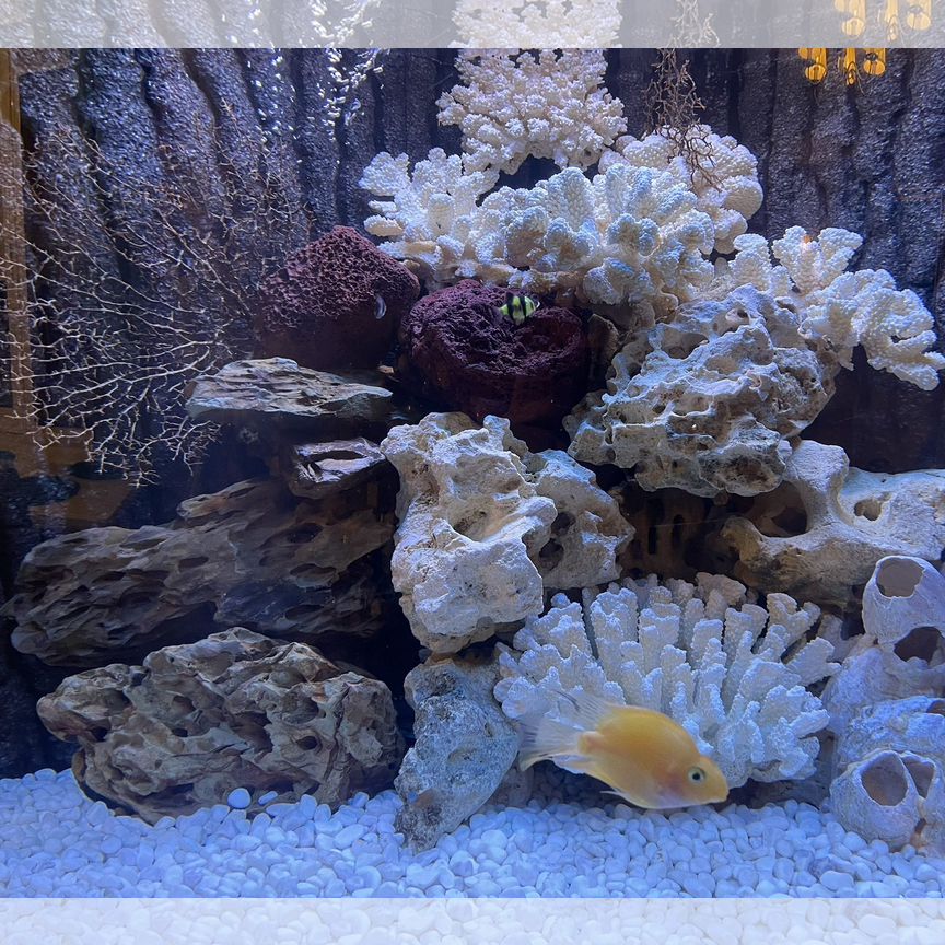 Аквариум с тумбойи рыбками 500 литров