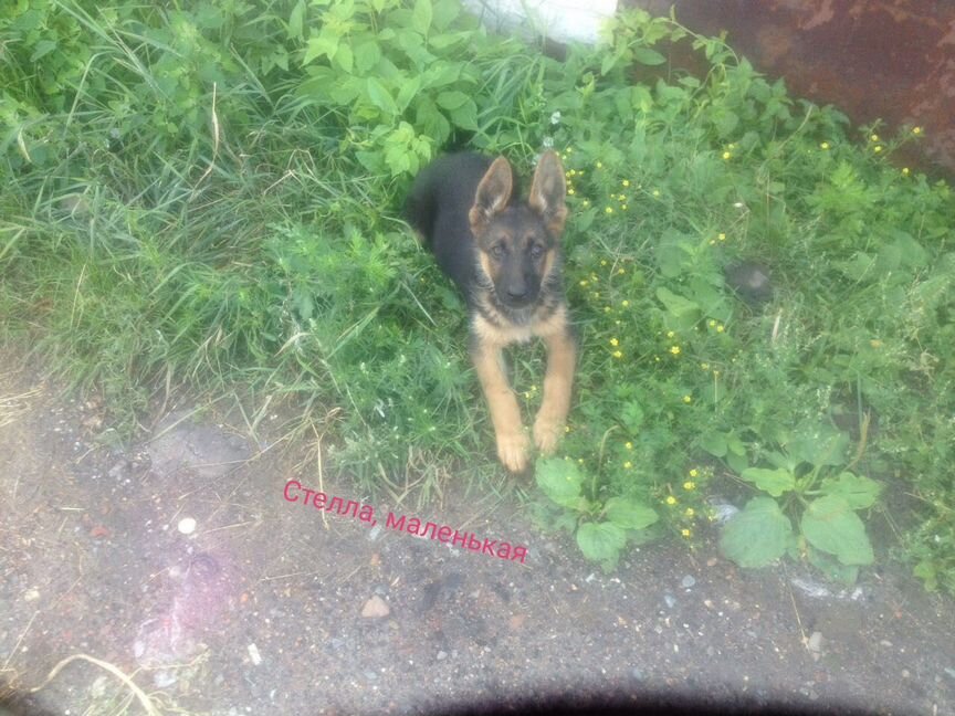 Немецкая овчарка