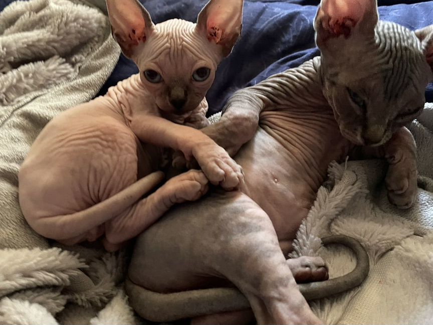 Канадский сфинкс