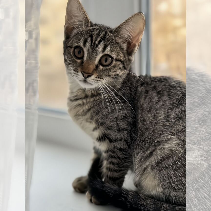 Котёнок в добрые руки