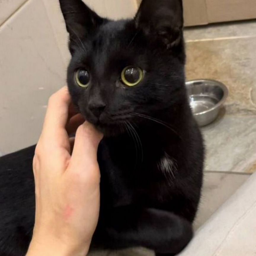 Черный котик