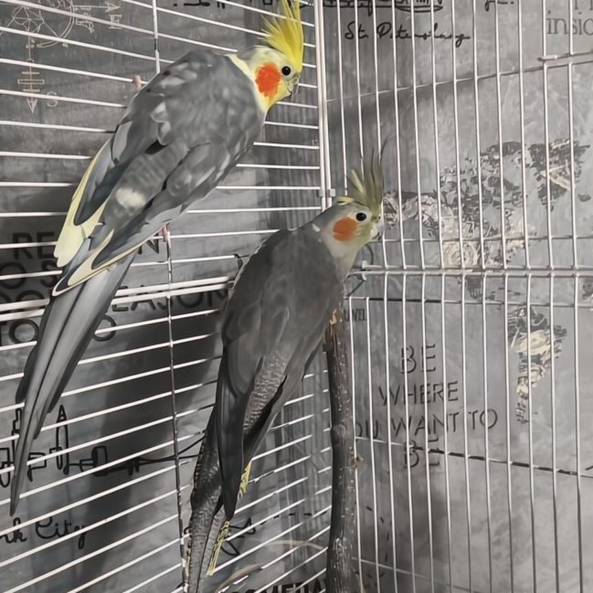 Попугай корелла