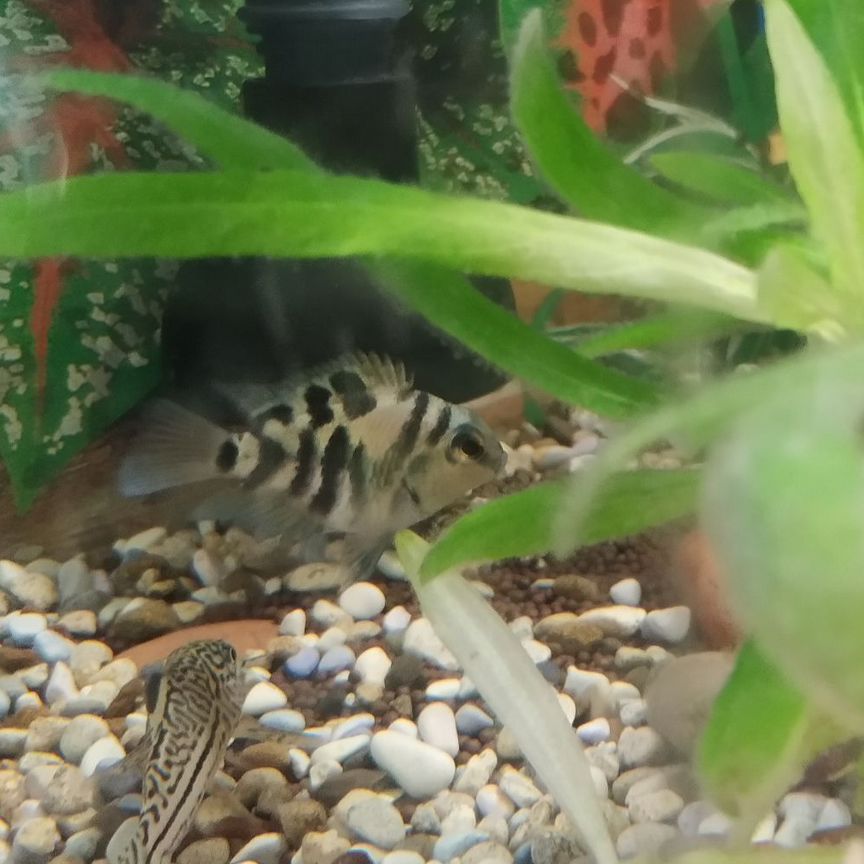 Аквариумная рыбка попугай сапфировый