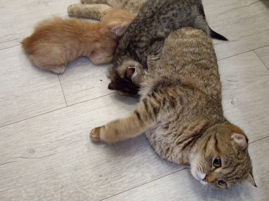 Домашние животные котята