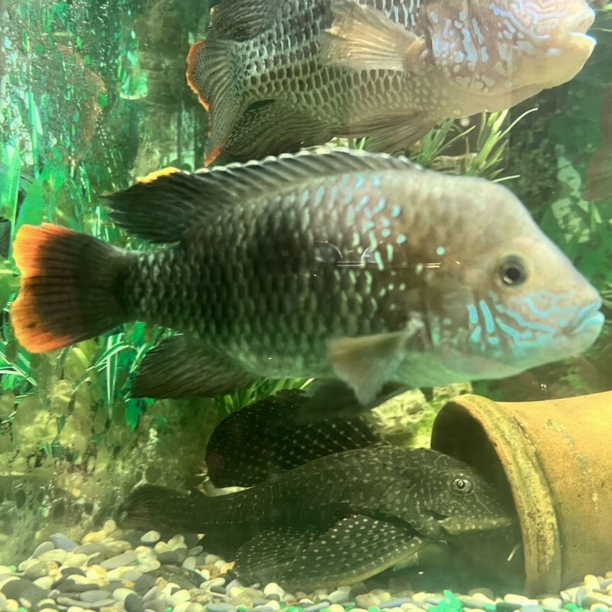 Рыба акара самки 2шт