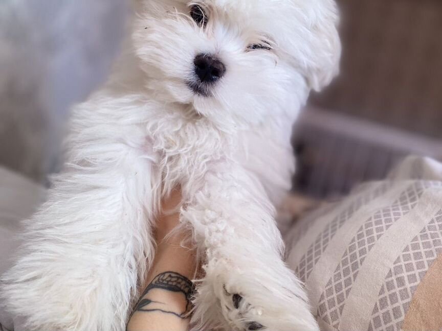 Мальтийская болонка мальтезе