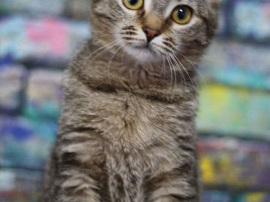 Очень ласковый котёнок в добрые руки