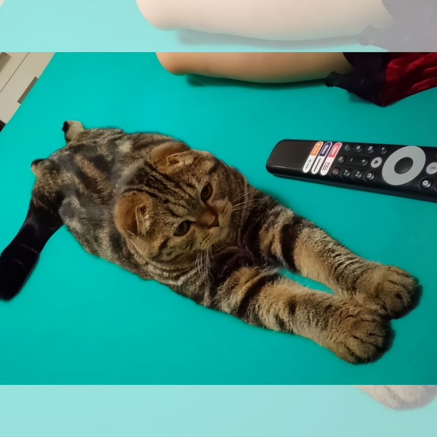 Шотландская вислоухая короткошёрстная кошка, взрослая