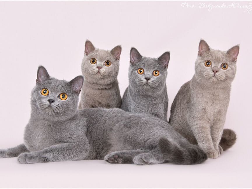 Британские котята