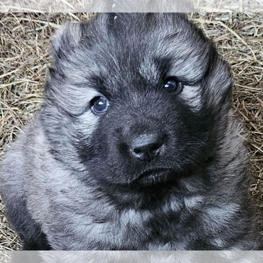 Кавказская овчарка, щенок