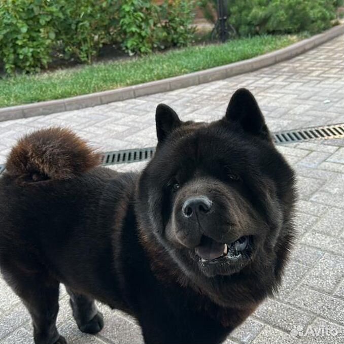 Чау-чау вязка