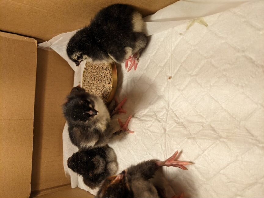 Цыплята суточные