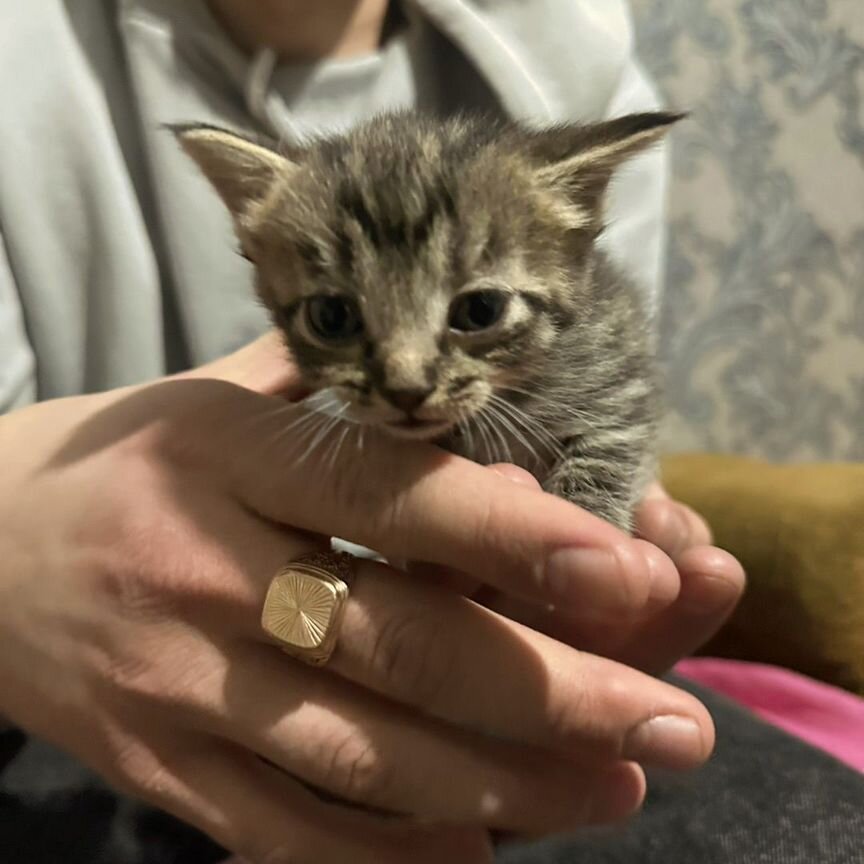 Отдам котят в добрые руки