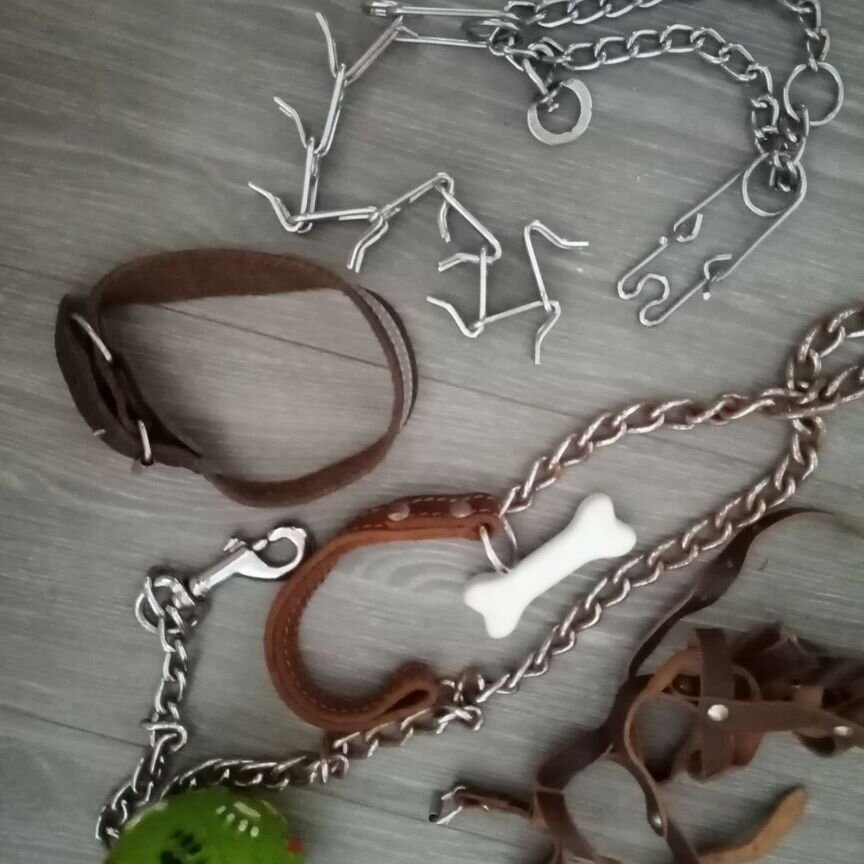 Амуниция для собак