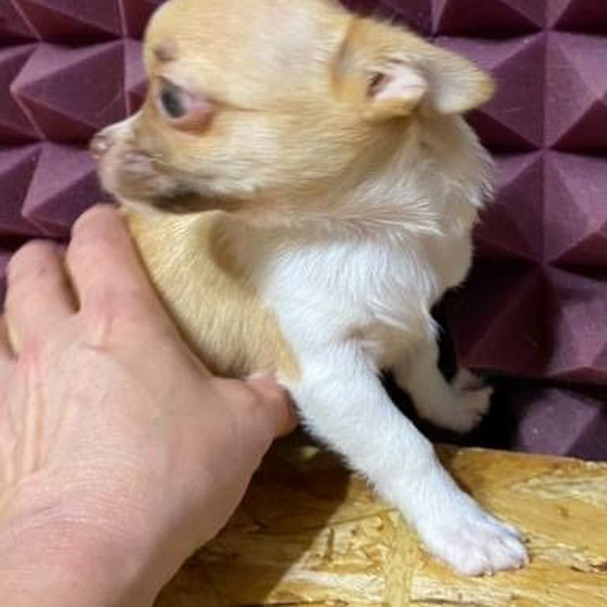 Чихуахуа, щенок