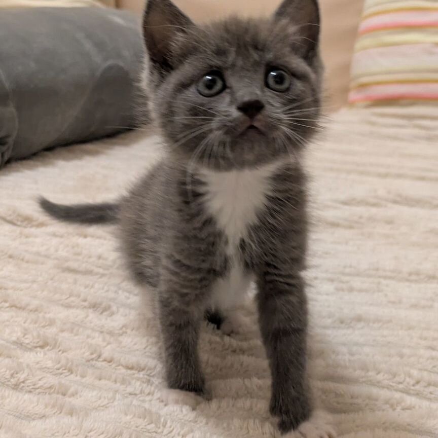 Котёнок в добрые руки