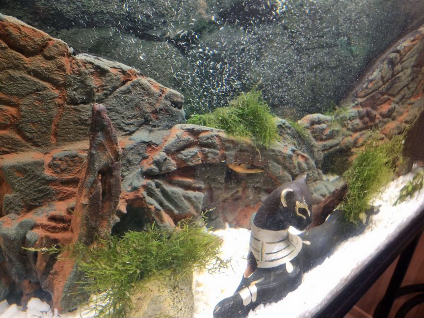 Аквариум с тумбой juwel