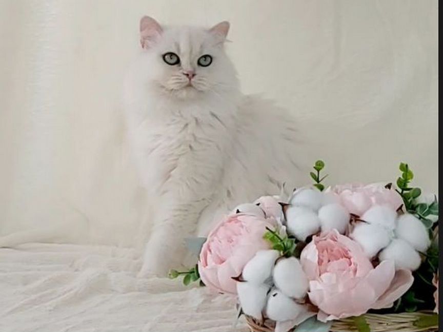 Британки