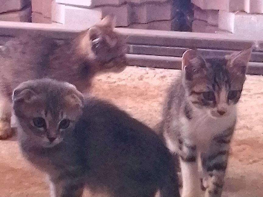 Котята в добрые руки