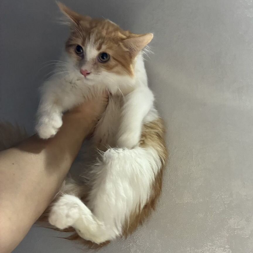 Сибирский котёнок