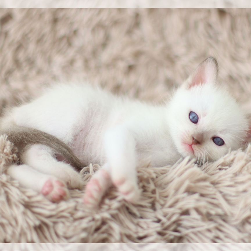 Тайский котёнок
