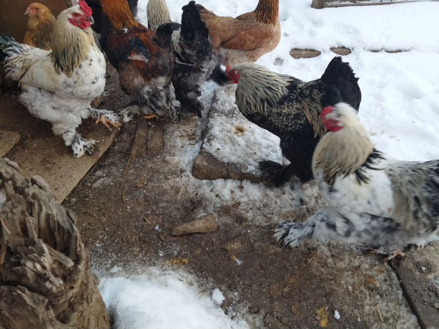 Петухи Брама Крапчатая на развод 7 мес