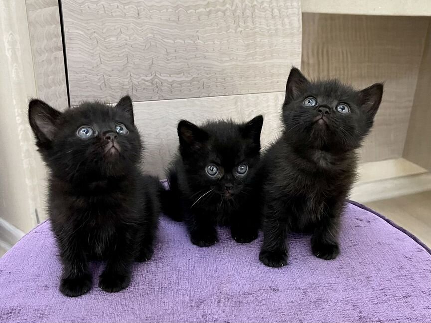 Породистые персидские котята