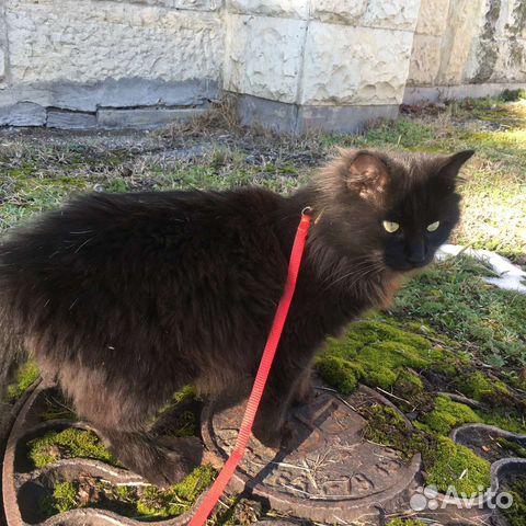Черный кот 1 год