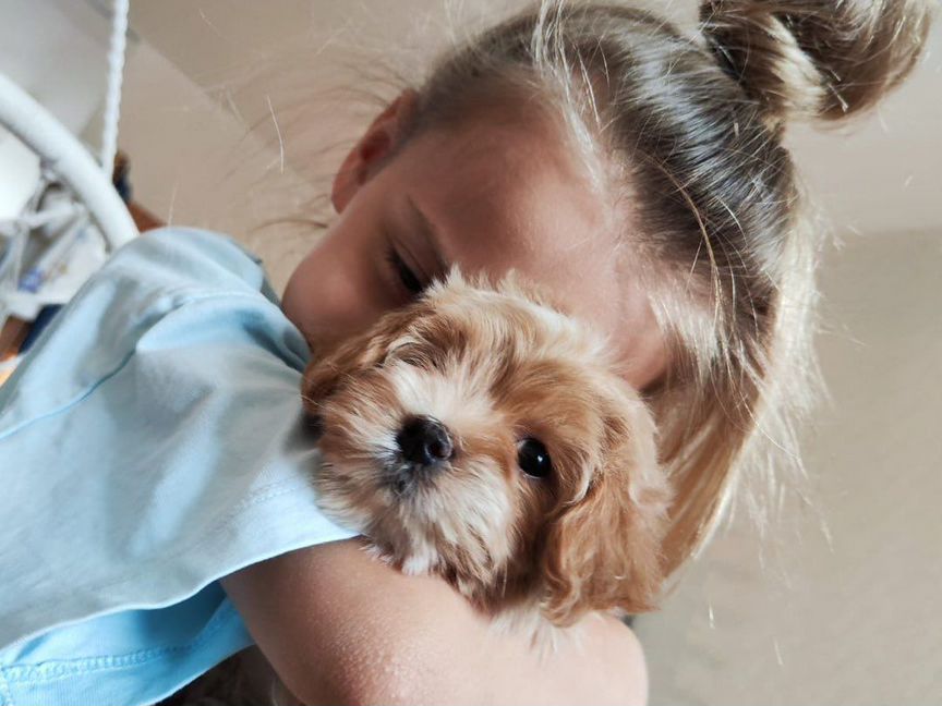 Мальтипу Беби Фейс мини