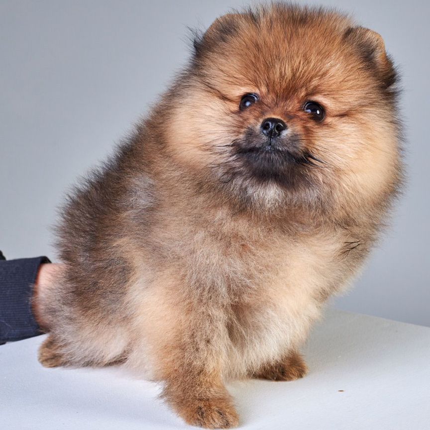 Померанский шпиц, щенок