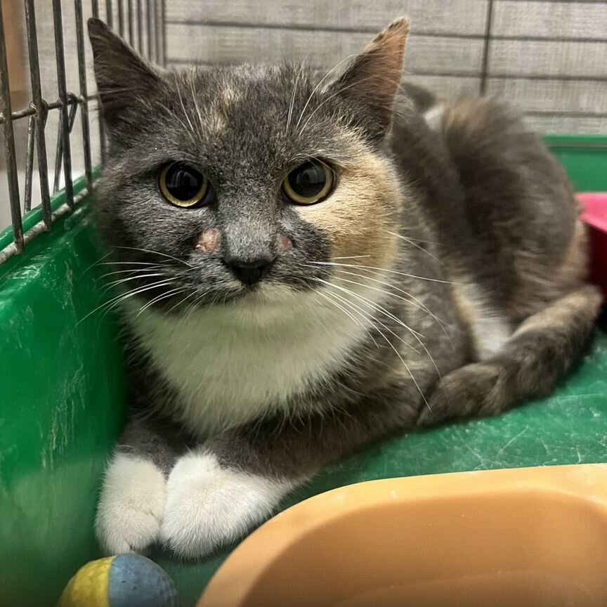 Бездомная кошка