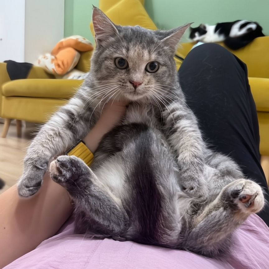 Котёнок в добрые руки