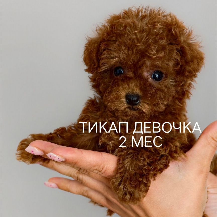 Той-пудель, щенок