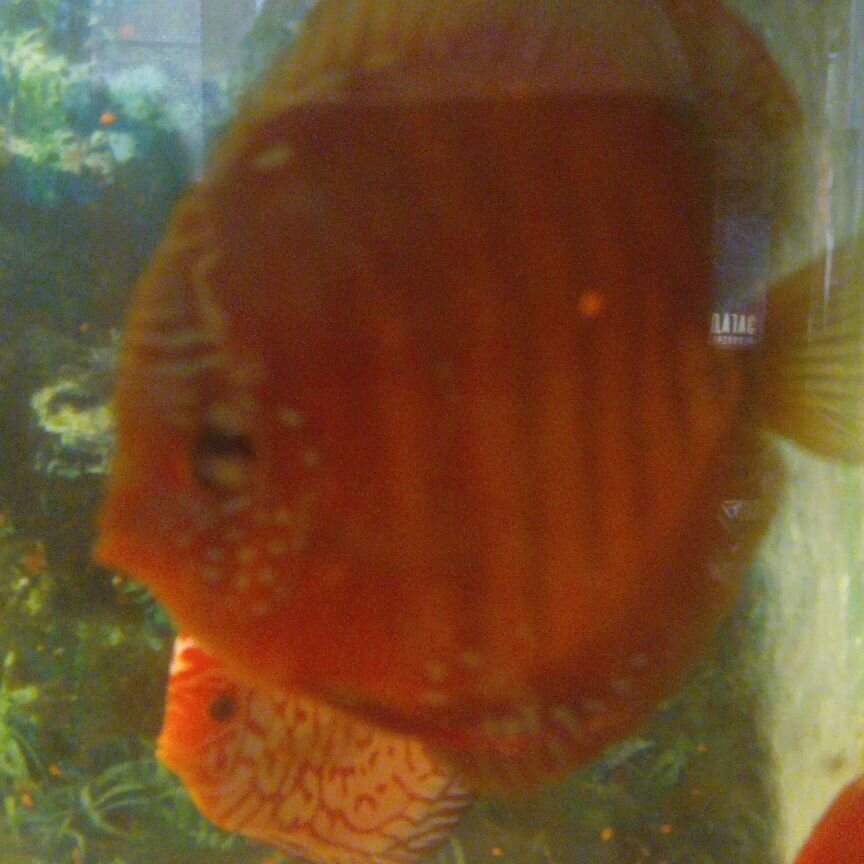 Дискусы от разводчика