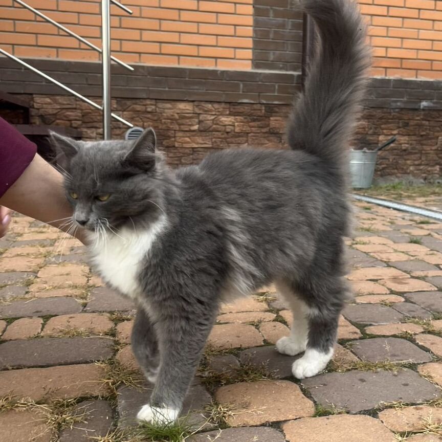 Найдена кошка