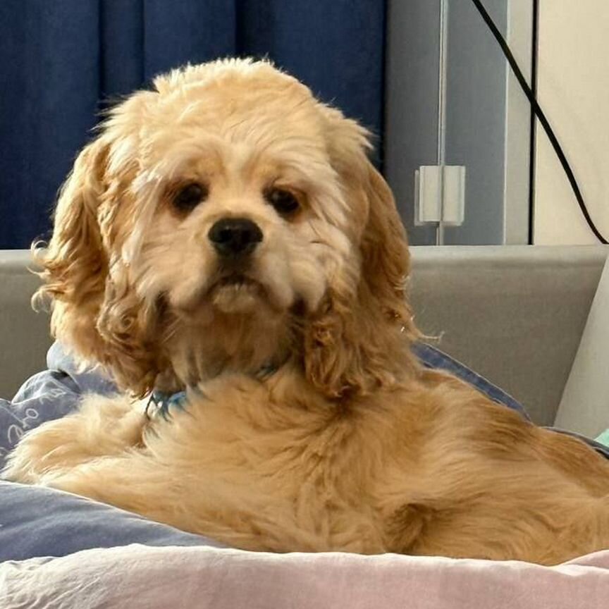 Американский кокер-спаниель, щенок