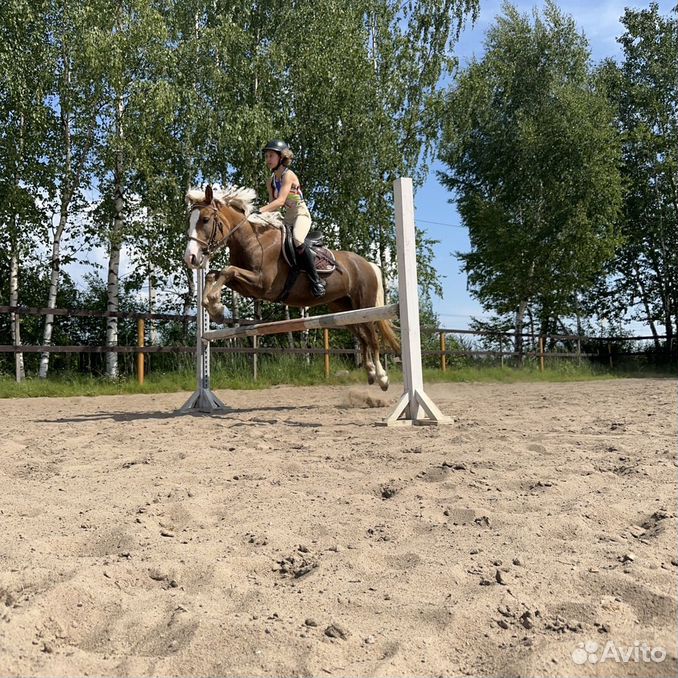 Молодая универсальная кобыла