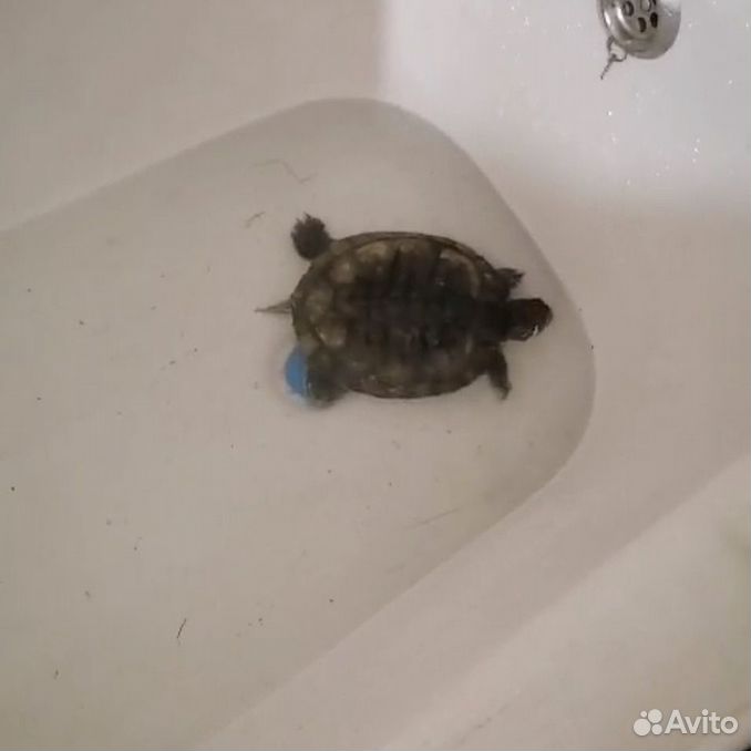 Черепаха водная