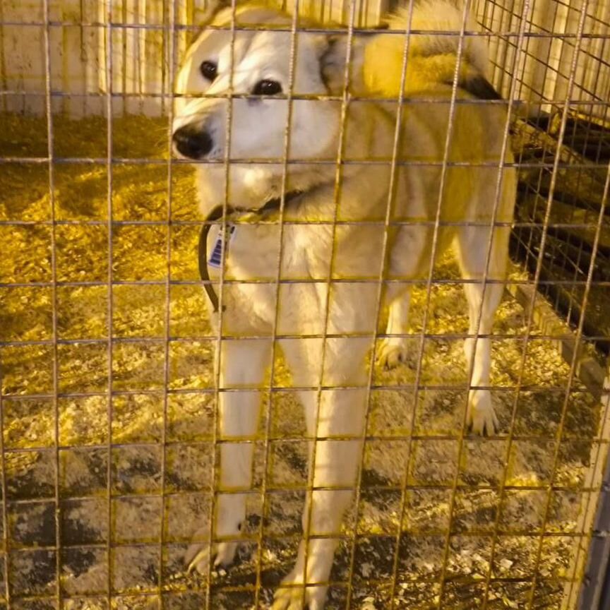 Лайка, взрослая собака