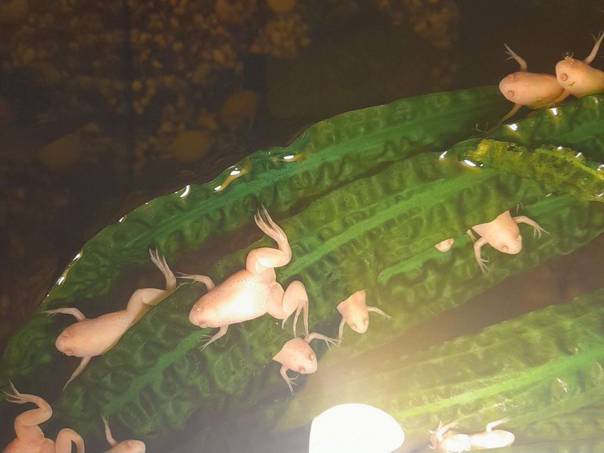 Шпорцевая лягушка