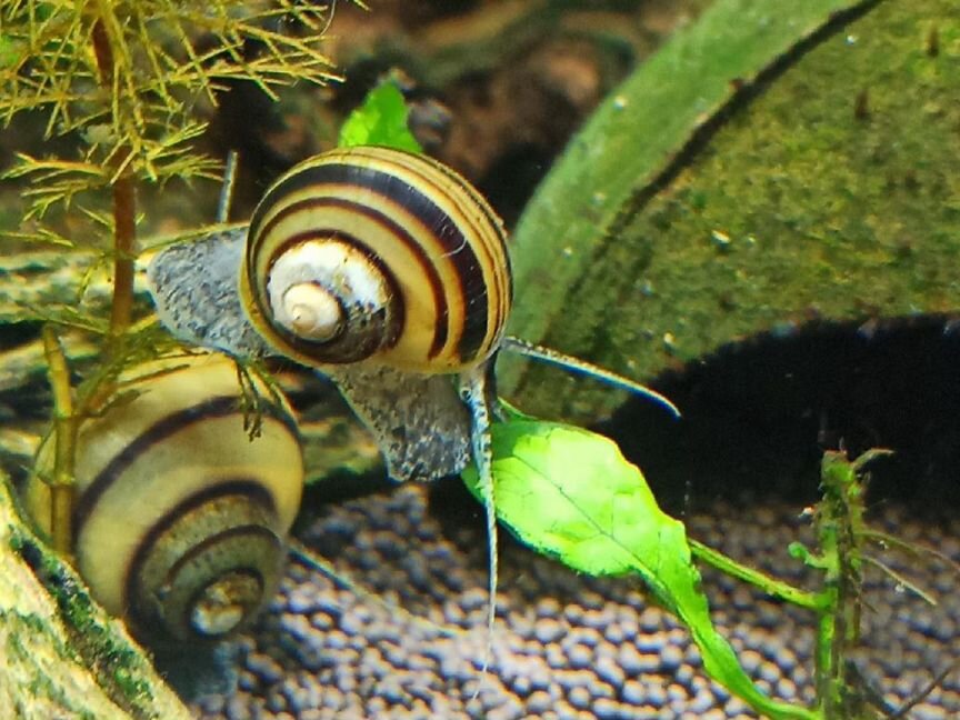 Улитки Спикси - Эльфы