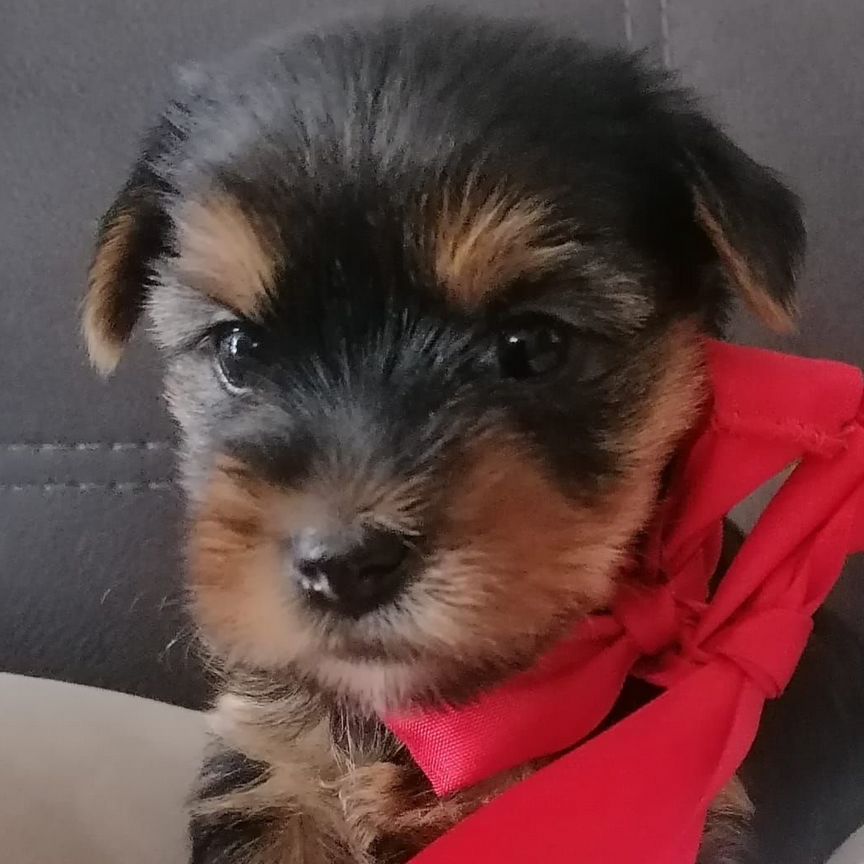 Йоркширский терьер, щенок